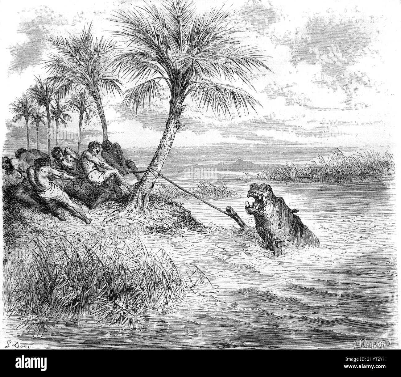 Hippo Hunt, Capture or Hunters Hunting Hippopotamus, Hippopotamus ...