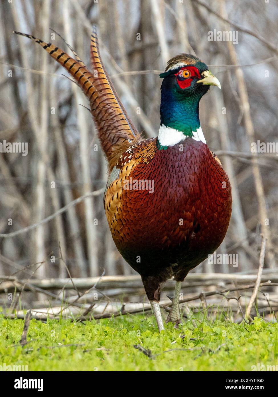 Beautiful ring necked pheasant in the wild Stock Photo - Alamy
