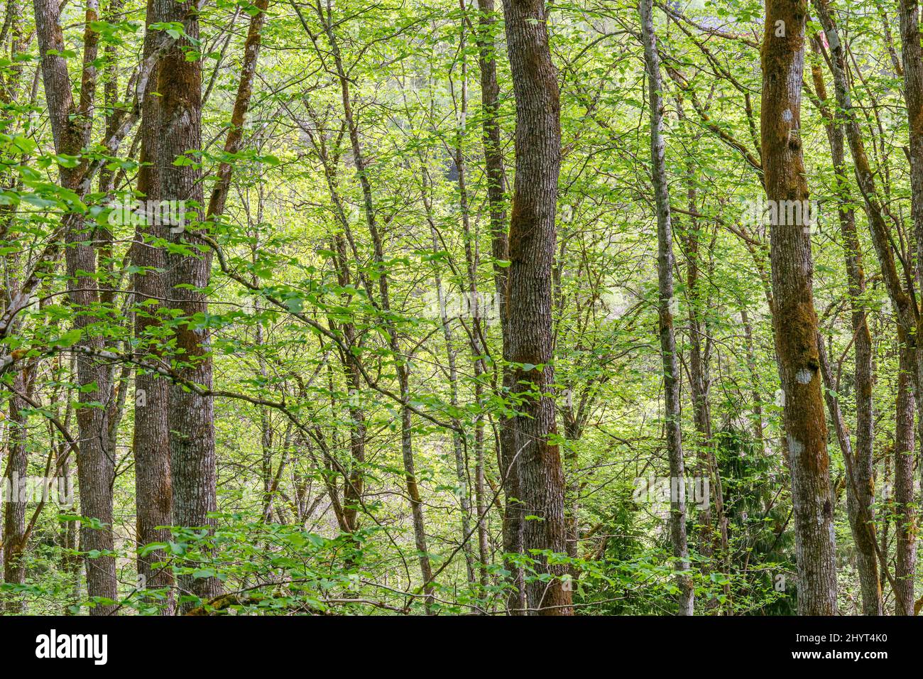 Deciduous forest with newly opened leaves Stock Photo - Alamy