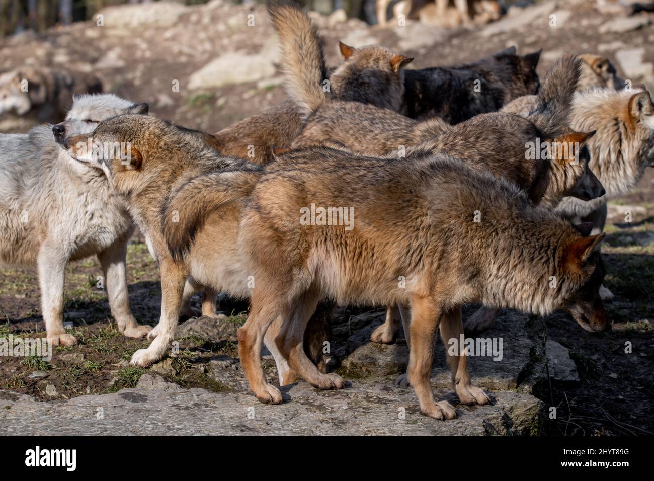 Group of wolves in wild park in Bavaria, Germay Stock Photo - Alamy