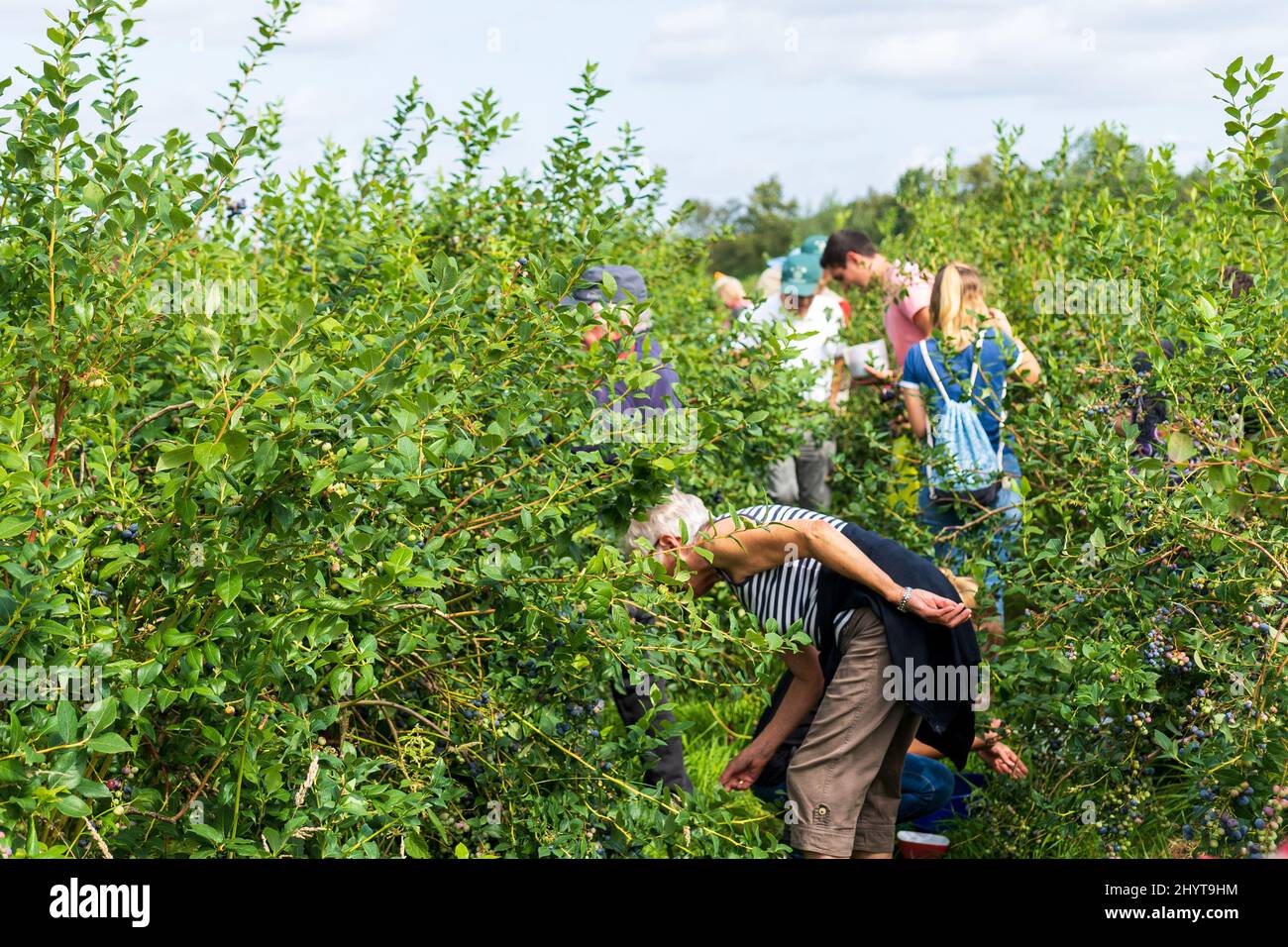 Shot of people picking blueberries on a blueberry field Stock Photo - Alamy