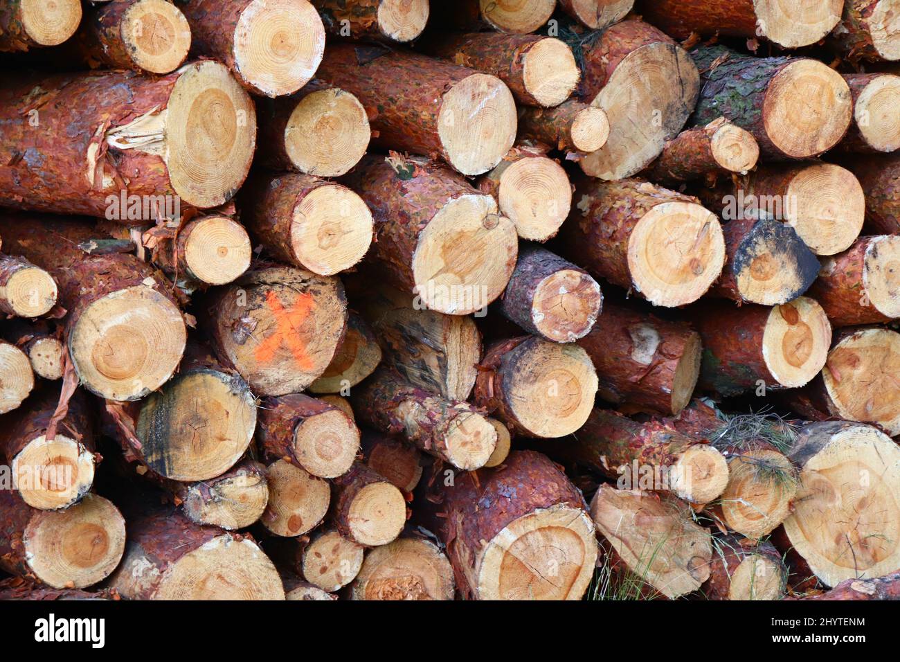 Closeup shot of tree logs in a forest on top of each other Stock Photo ...