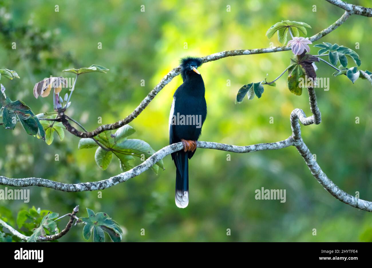 An Anhinga bird, also known as a Darter perched and drying off with ...