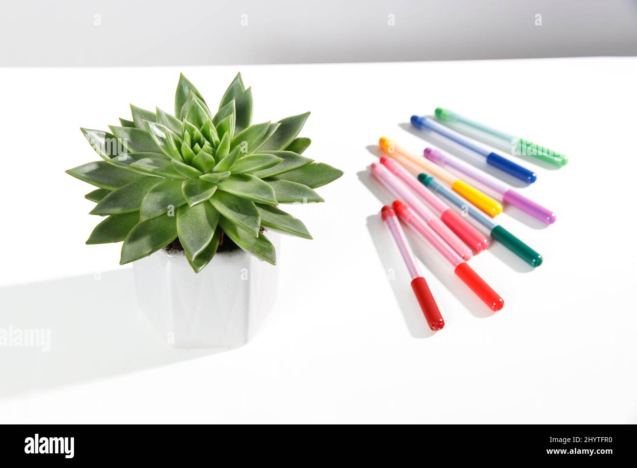 Echeveria in a beautiful ceramic pot and multi-colored felt-tip pens ...