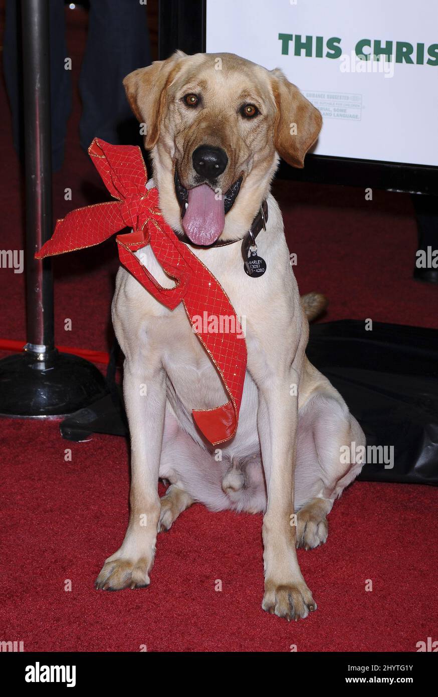 Clive aka Marley attends the 'Marley & Me' Premiere held at the Mann ...