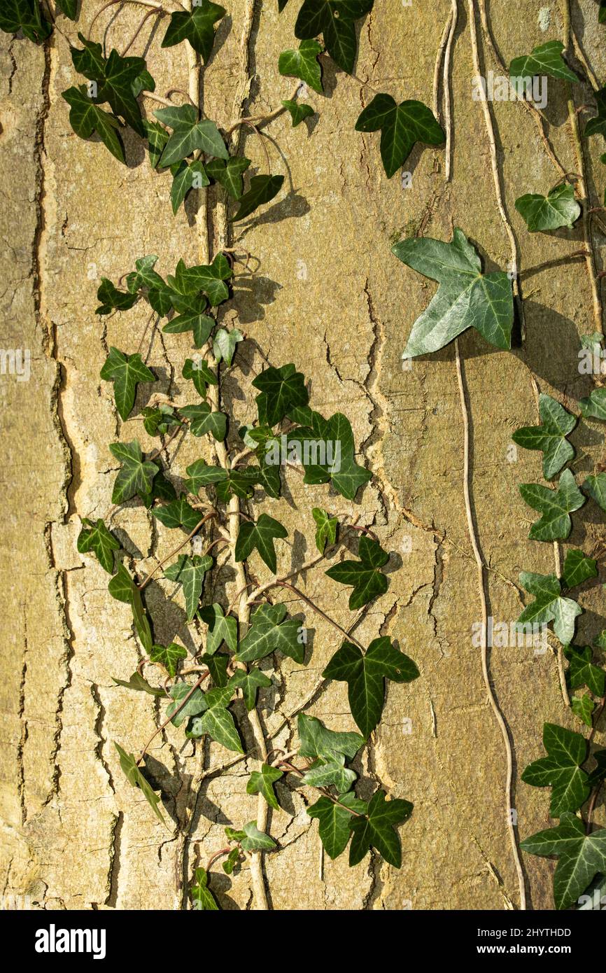 Ivy roots climbing tree trunk hi-res stock photography and images - Alamy