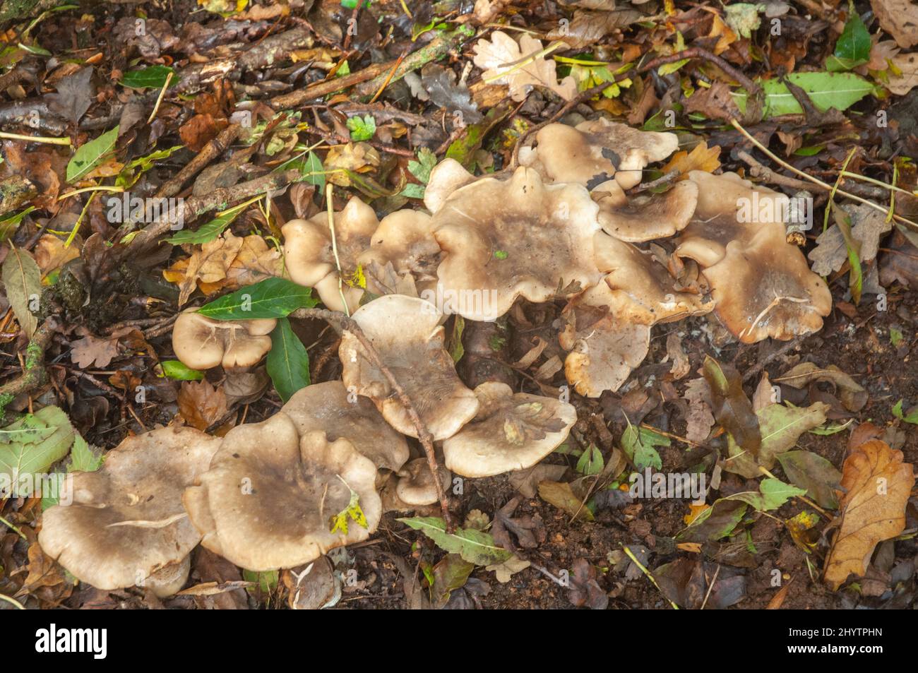 Wood blewit fungi in woodland, autumn, Pembrokeshire, Wales Stock Photo ...