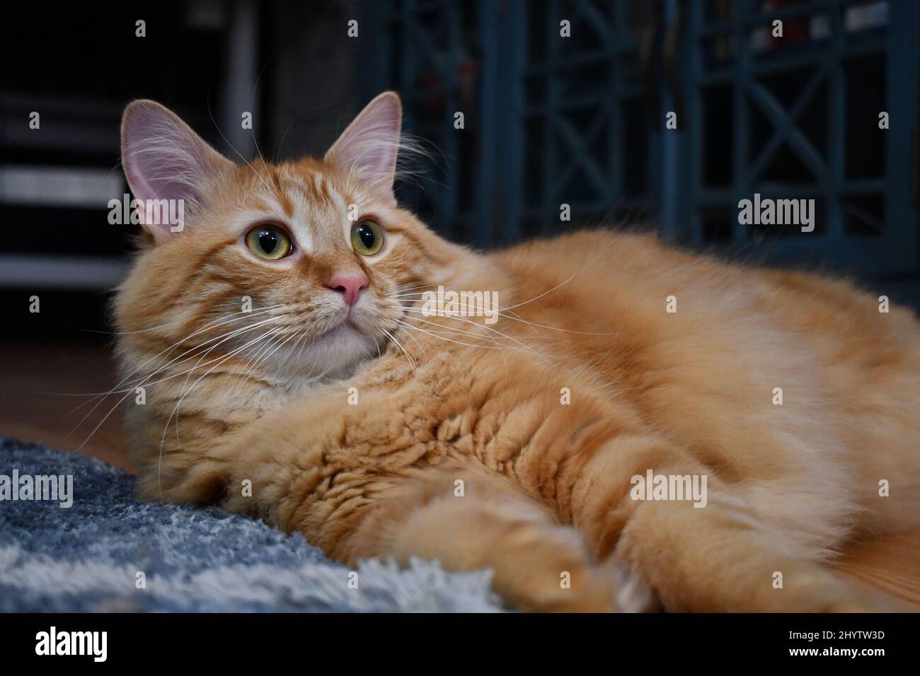 Closeup of a lovely cat laying on the floor Stock Photo - Alamy