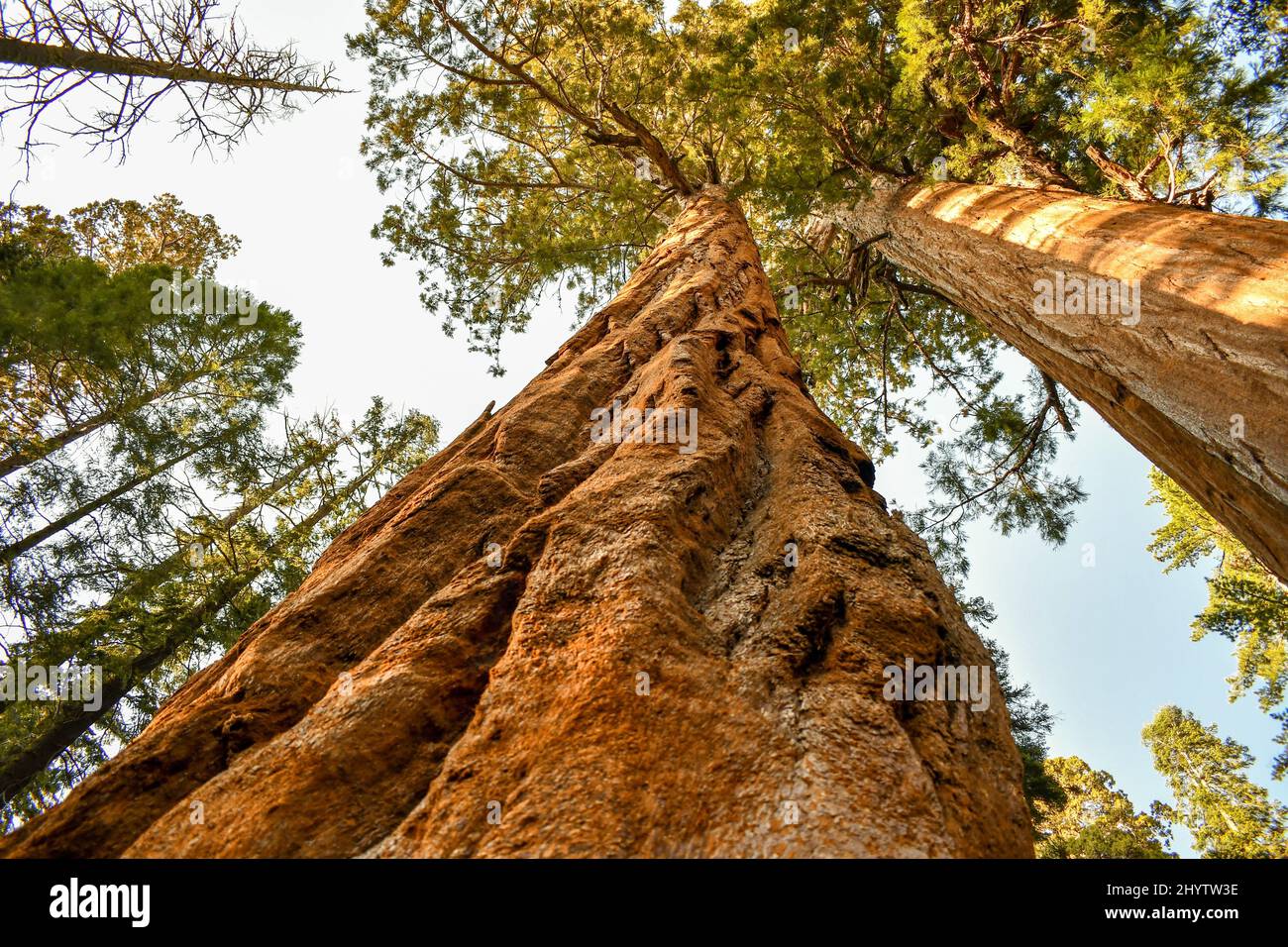 Low-angle shot of a sequoia tree in Sequoia National Park Stock Photo ...