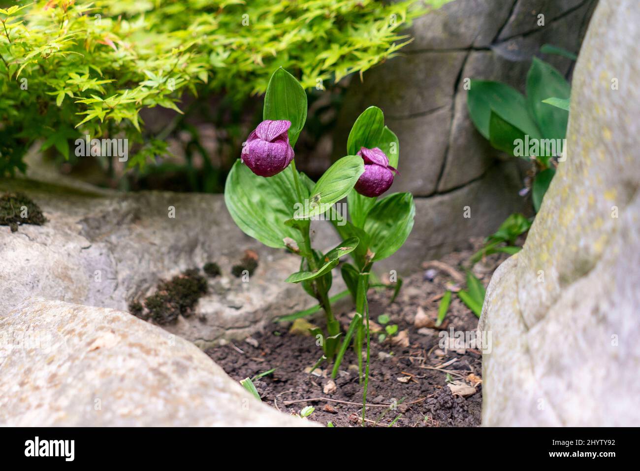 Orchid wild species hi-res stock photography and images - Alamy