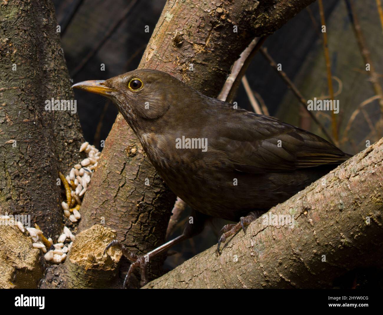 Female Eurasian Blackbird Stock Photo - Alamy