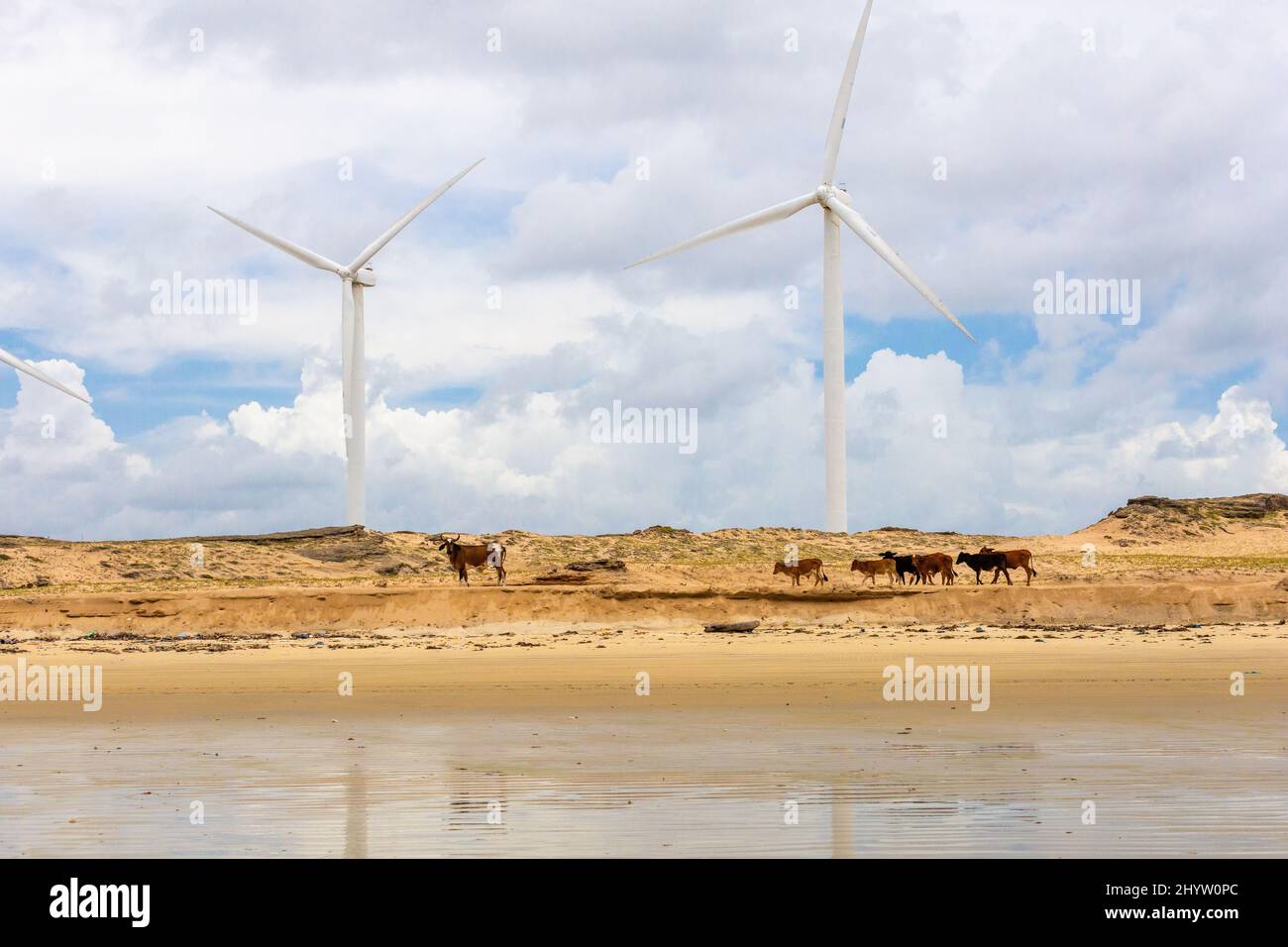 Cattle on beach at sunset hi-res stock photography and images - Alamy