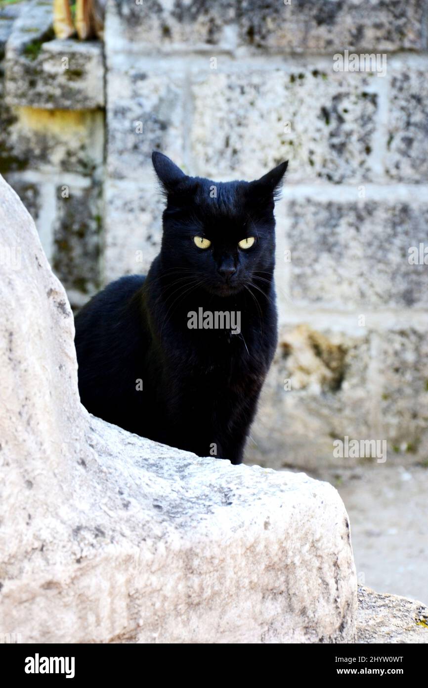 Vertical shot of an angry-looking black cat hiding behind the stone ...