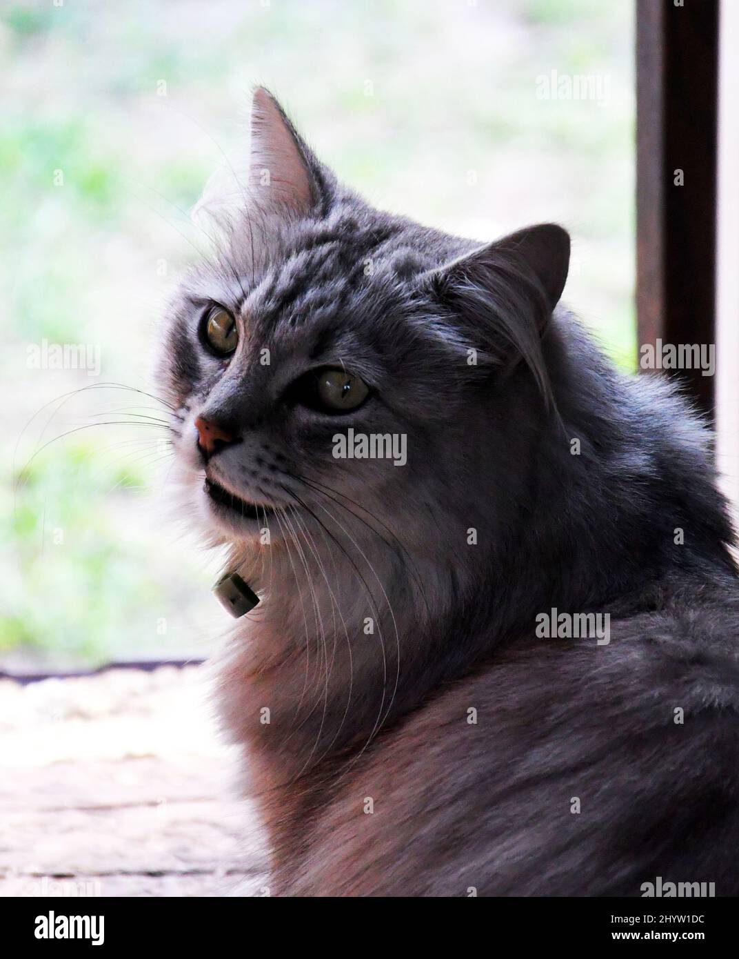 Vertical portrait of a Cymric cat with green eyes under the shadow ...