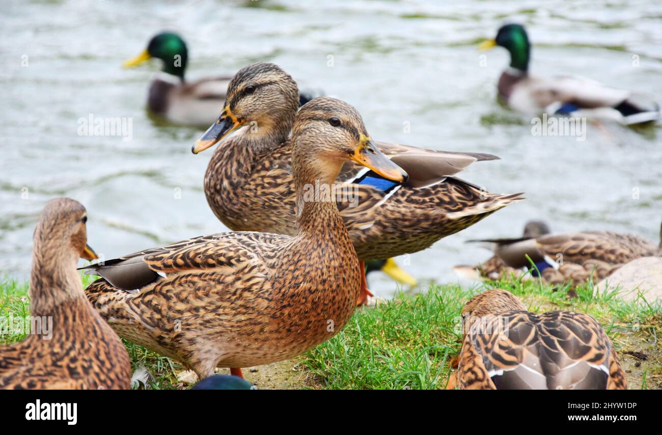 Shallow focus of mallards (wild ducks) walking on the shore and ...