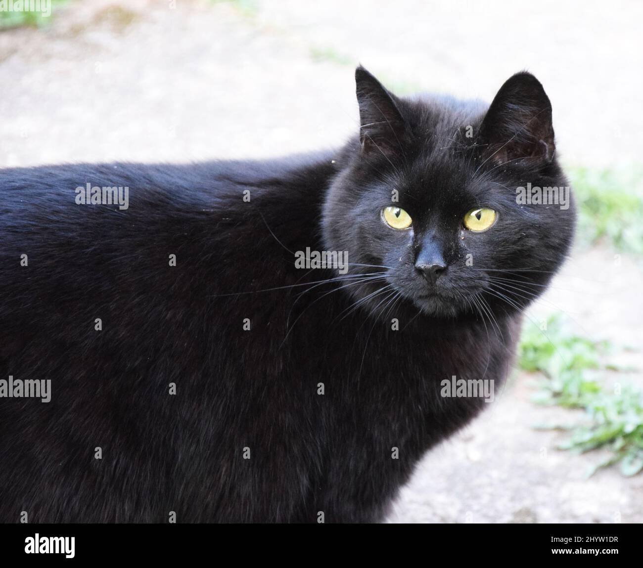 Portrait of a beautiful wild black Bombay cat with green eyes outside ...