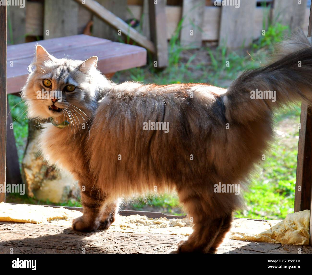 Cymric breed hi-res stock photography and images - Alamy