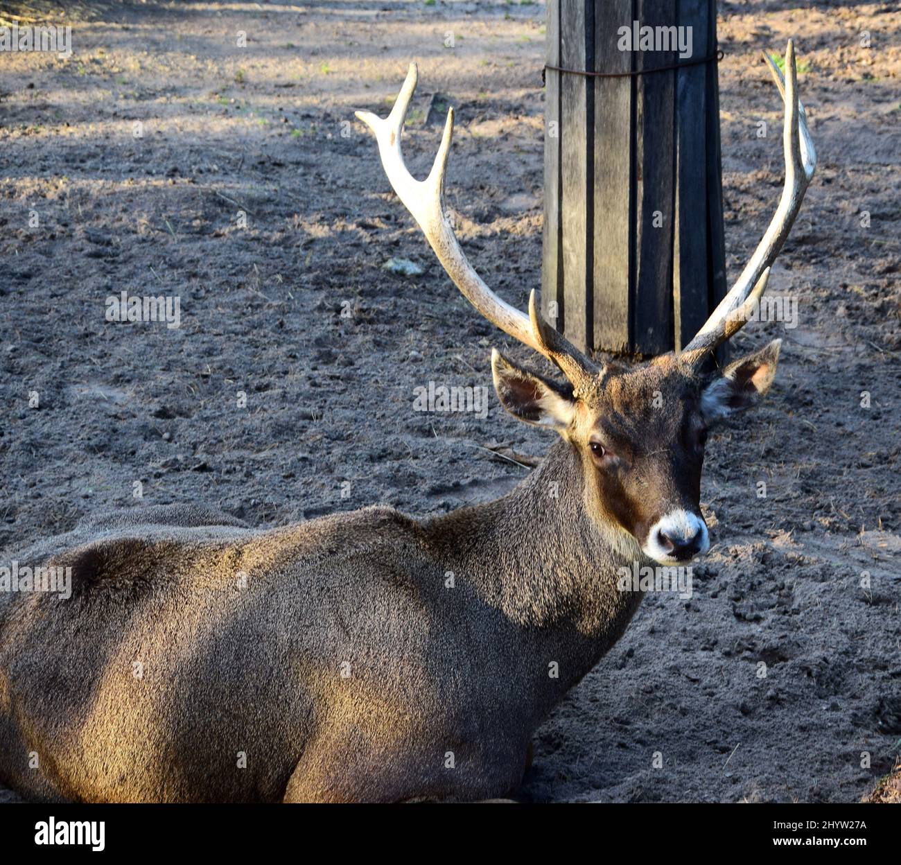Bactrian deer (Cervus hanglu bactrianus) resting on the sandy ground ...