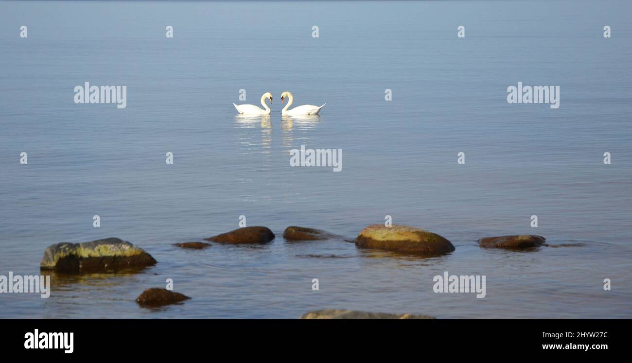 Two swans facing each other hi-res stock photography and images - Alamy