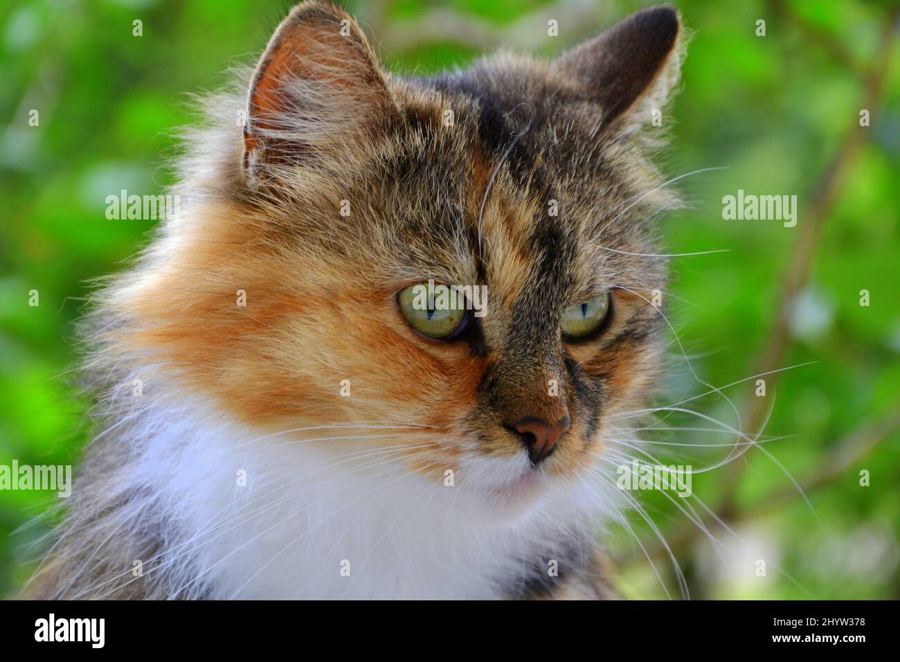 Closeup of a calico cat staring to the side Stock Photo - Alamy