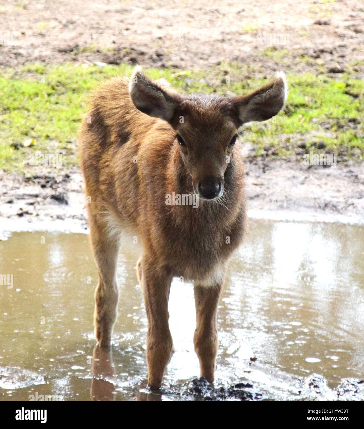 Vertical closeup of a ginger Pampas deer standing in the muddy water ...