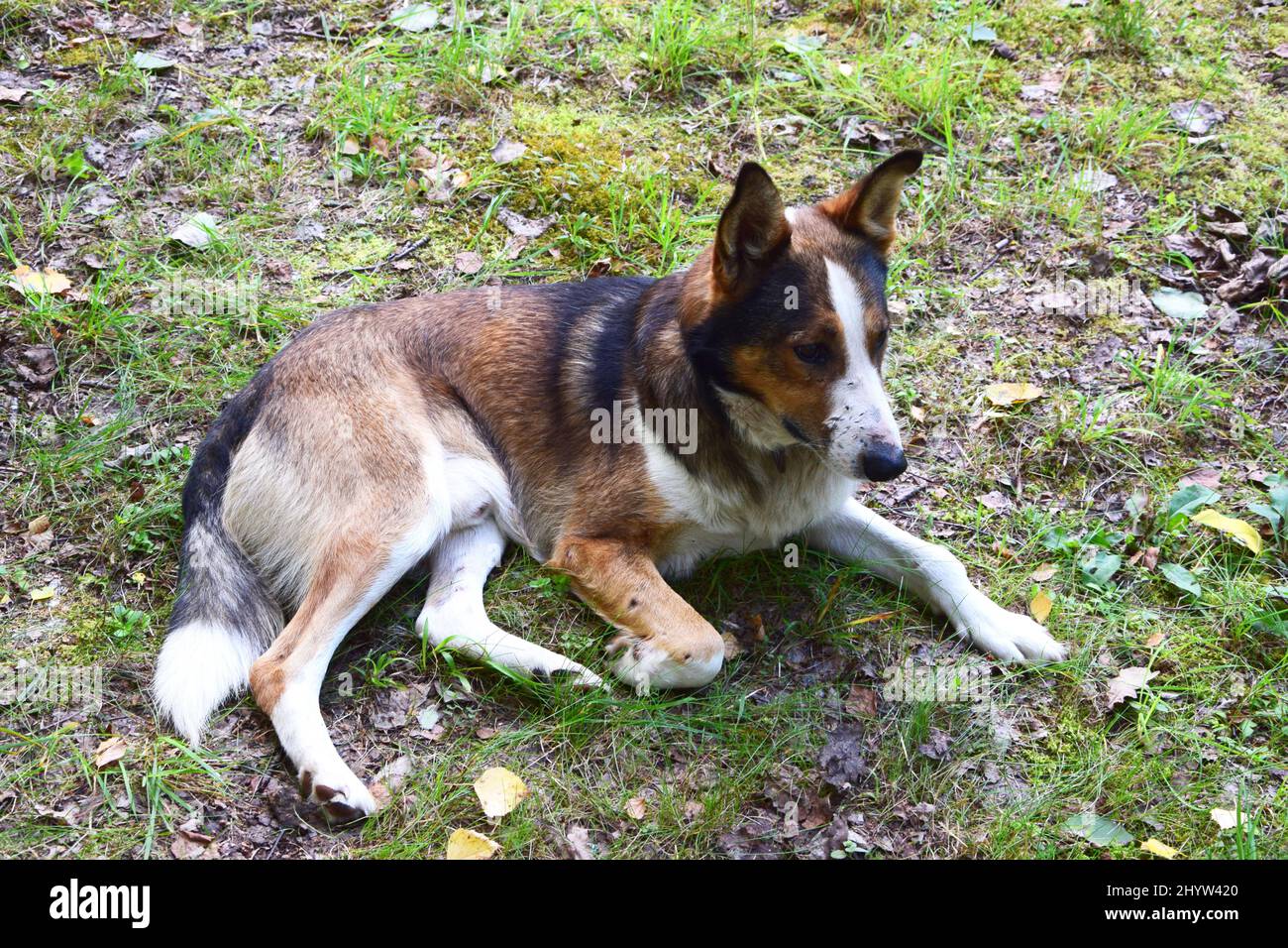 Australian koolie hi-res stock photography and images - Alamy