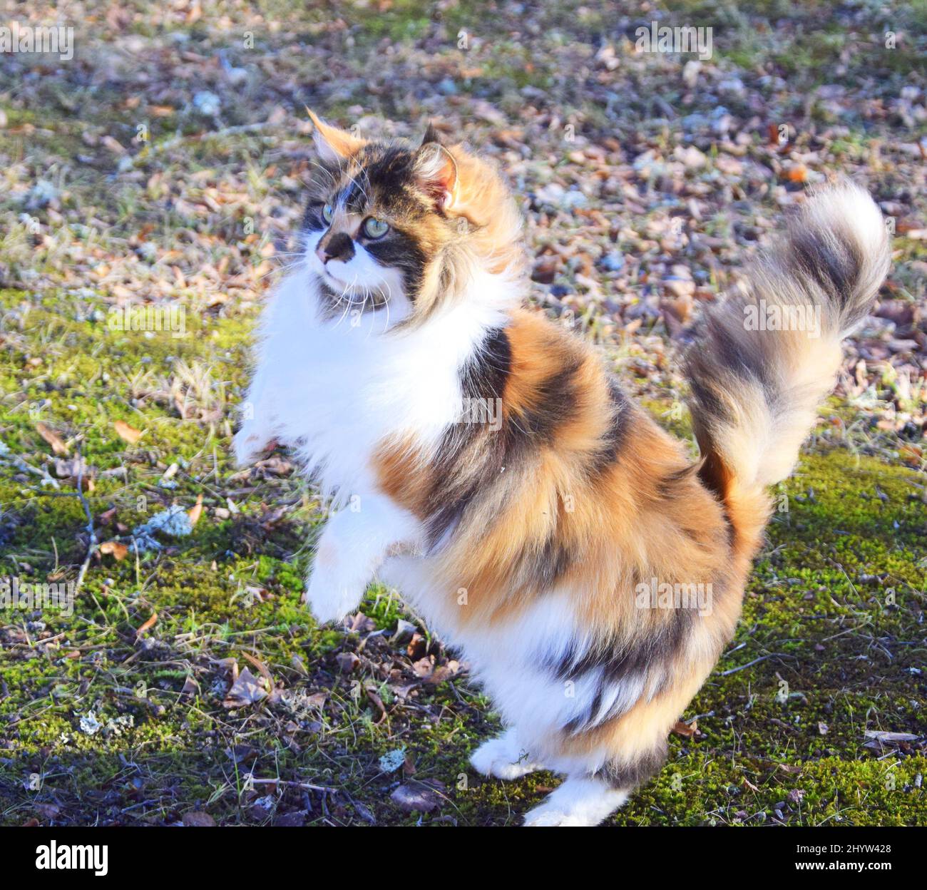 Closeup of a Calico three-colored cat standing on its back feet on the ...