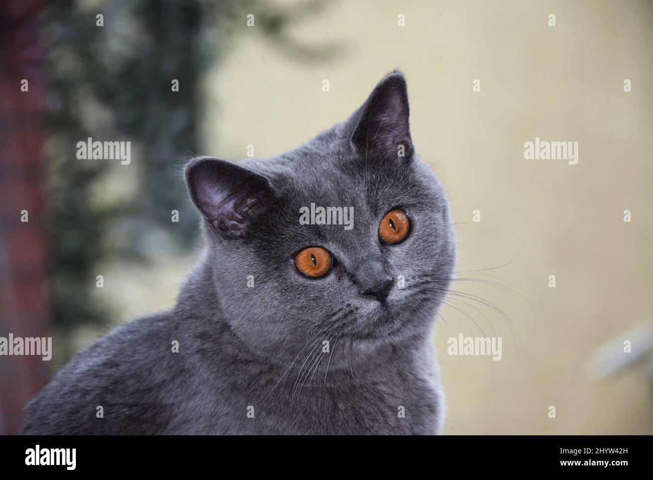 Portrait of a furry grey British Shorthair cat with brown eyes Stock ...