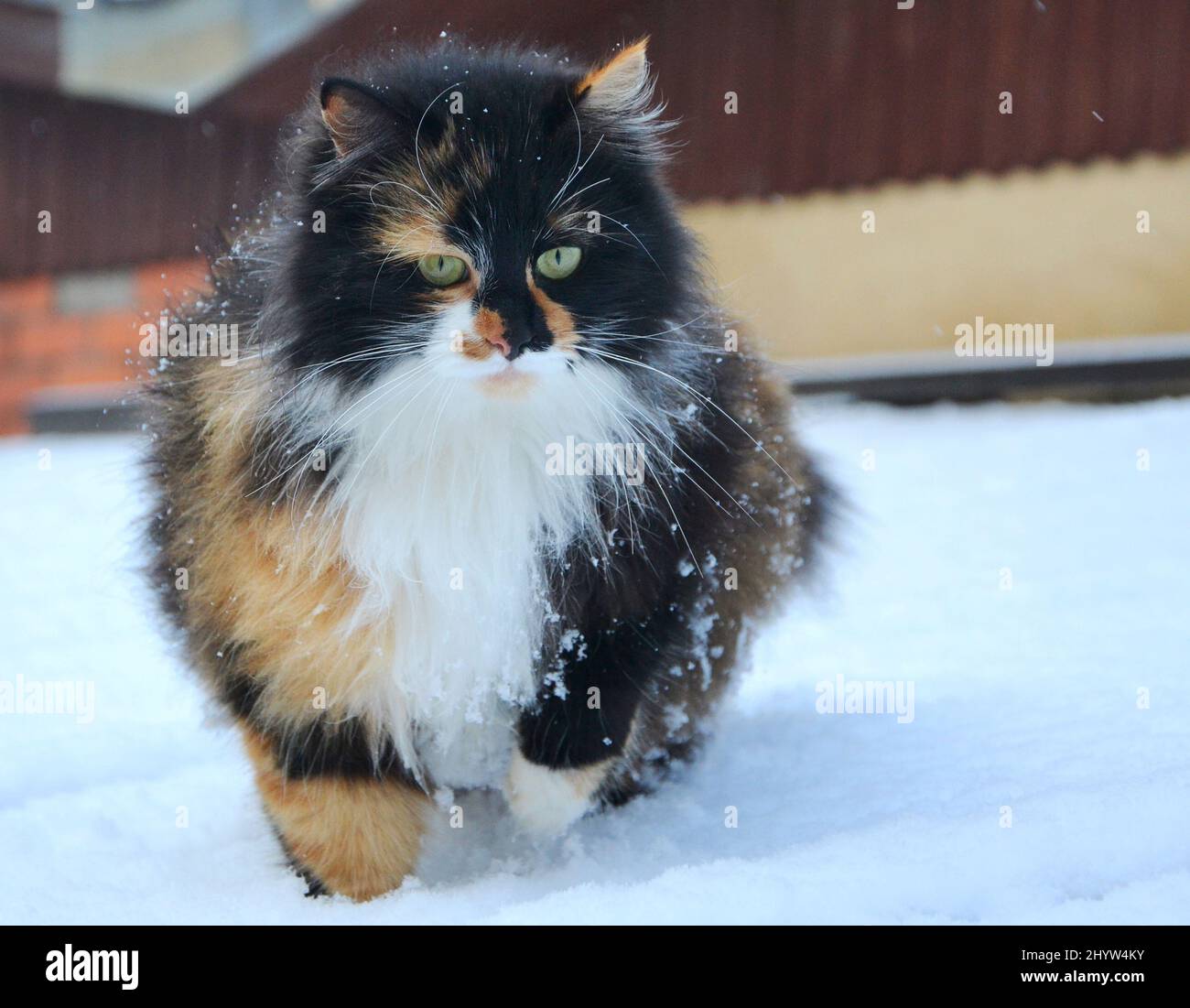 Black cat covered snow hi-res stock photography and images - Alamy