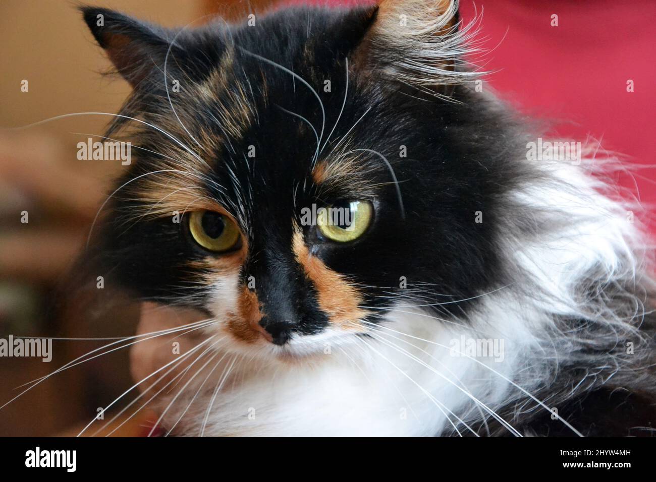Closeup of a calico cat's head Stock Photo - Alamy