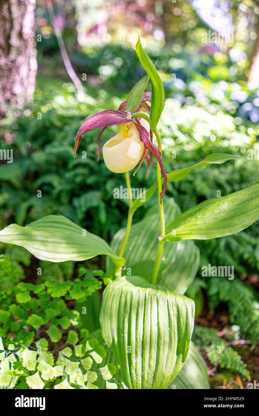 Orchid wild species hi-res stock photography and images - Alamy