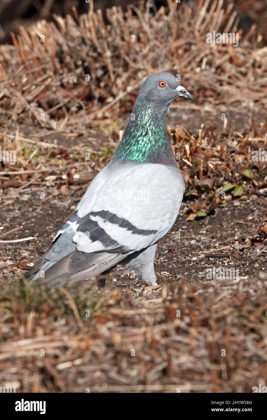 Portrait of a common rock pigeon, or park pigeon, foraging on the ...