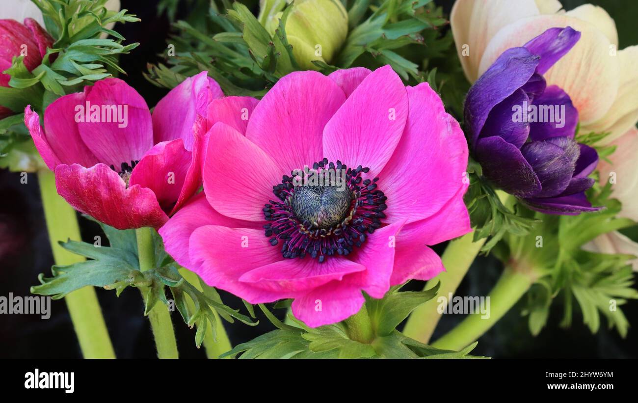 close-up of beautiful anemones in a bouquet of flowers, dark background ...