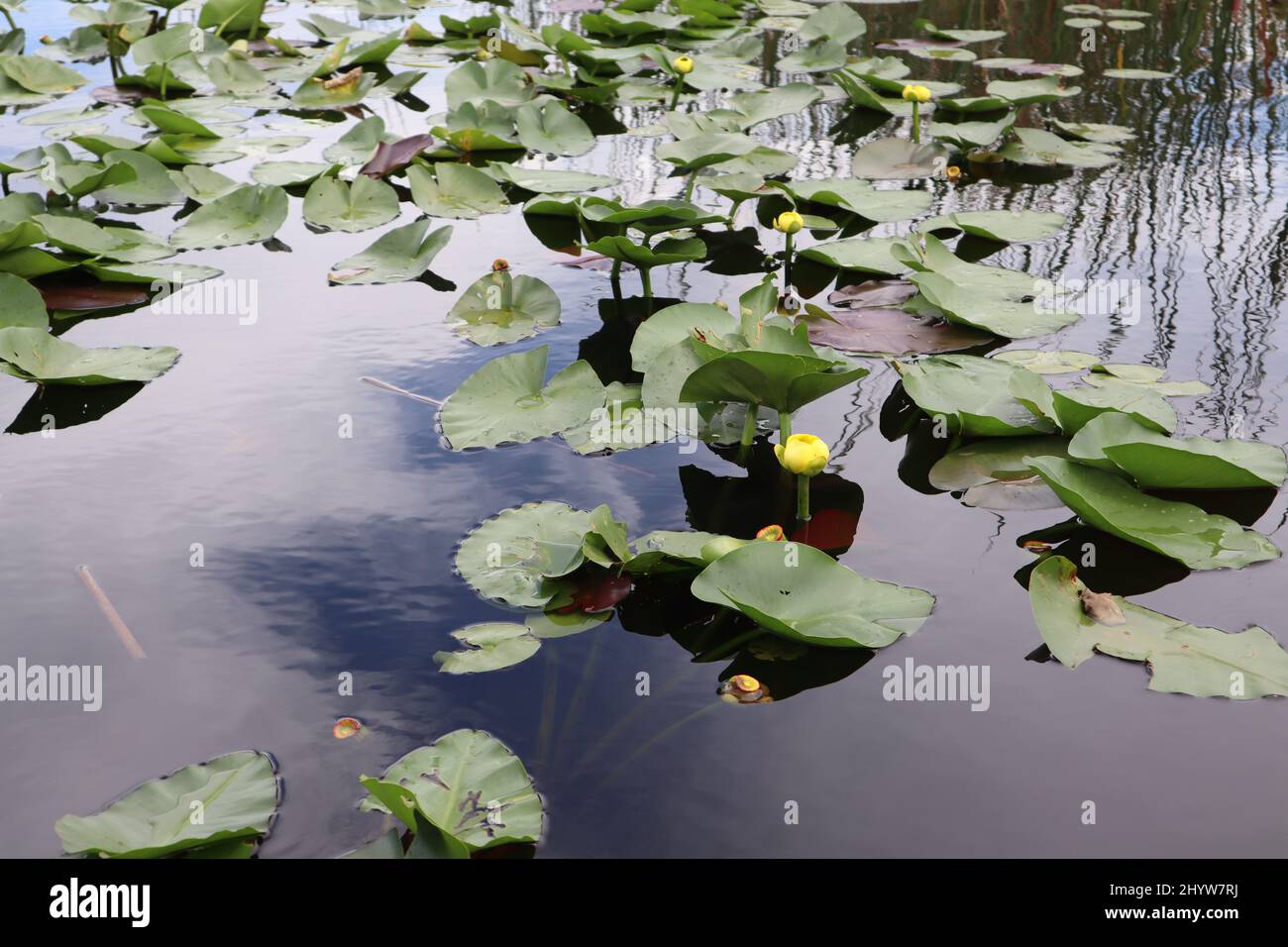 Lily pads swamp florida everglades hi-res stock photography and images ...