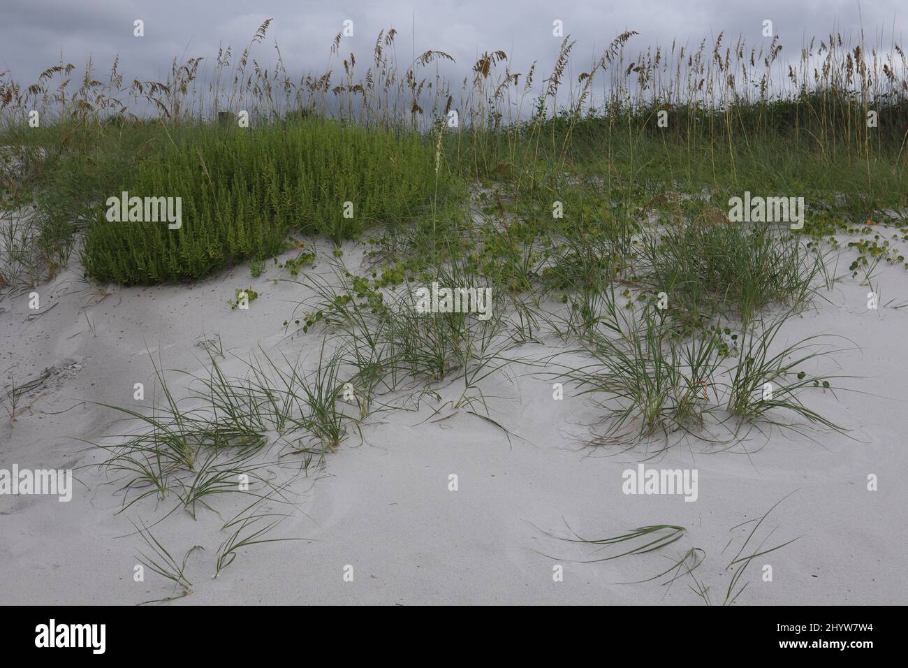 Photo of a Landscape of sand dunes with native plants on the Atlantic ...