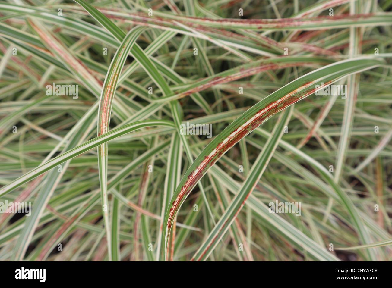 Sawgrass island hi-res stock photography and images - Alamy