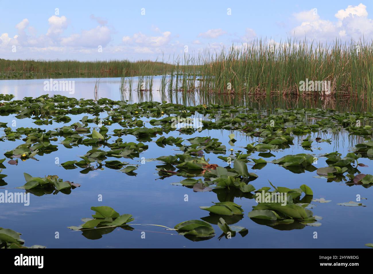 Natural view of lily pads in wetlands of the Everglades in Florida, USA ...