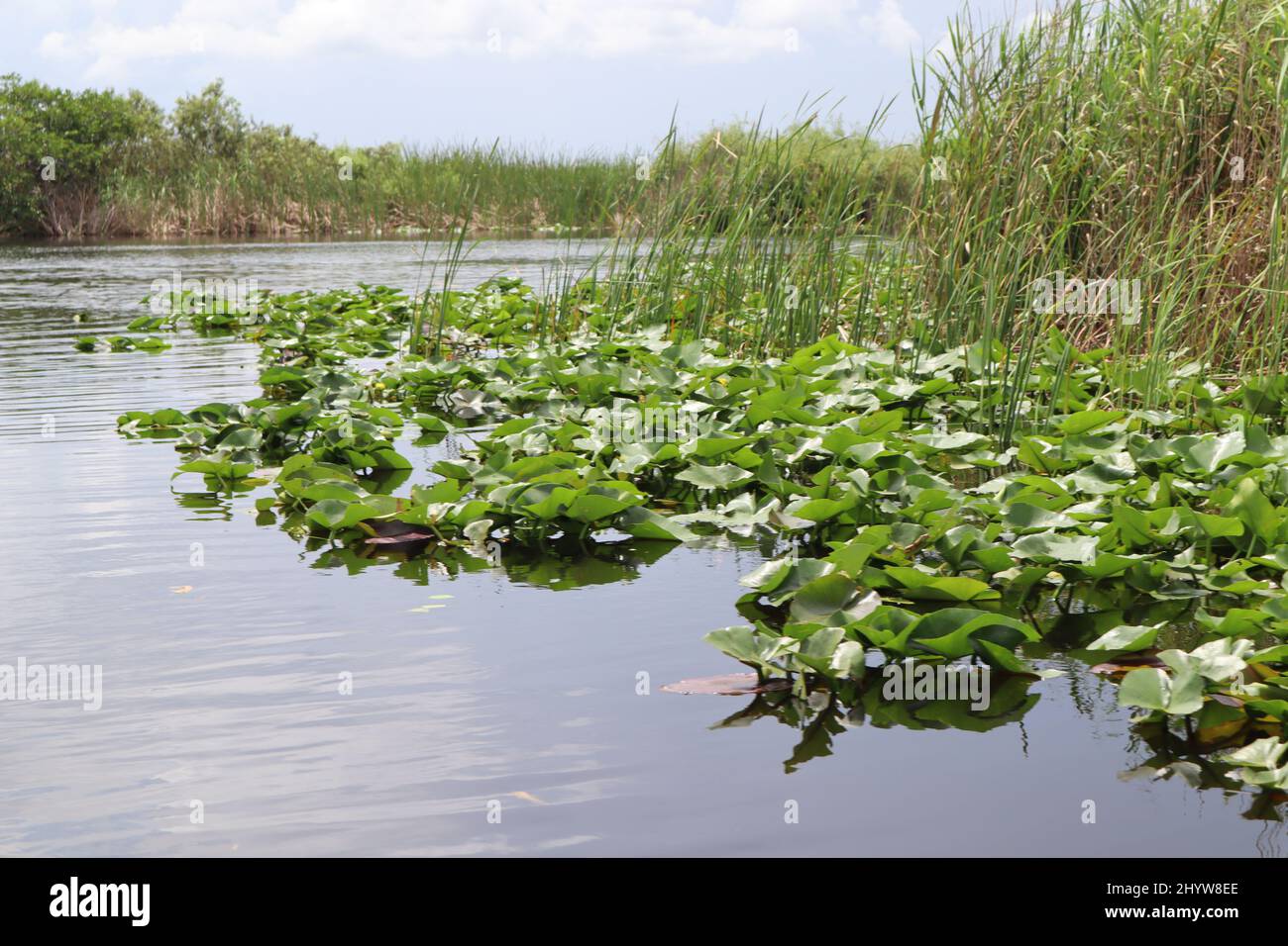 Natural view of lily pads in wetlands of the Everglades in Florida, USA ...