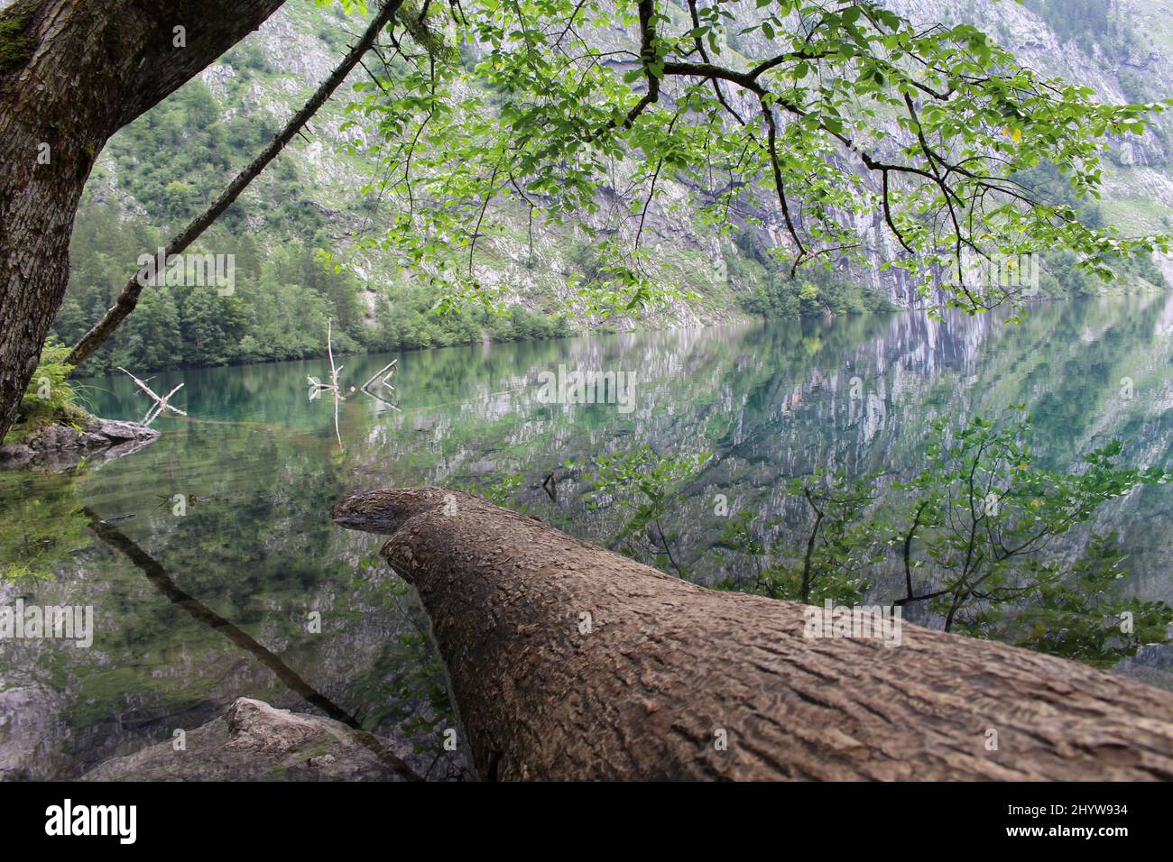 Cut tree with trees by the beautiful river Stock Photo - Alamy