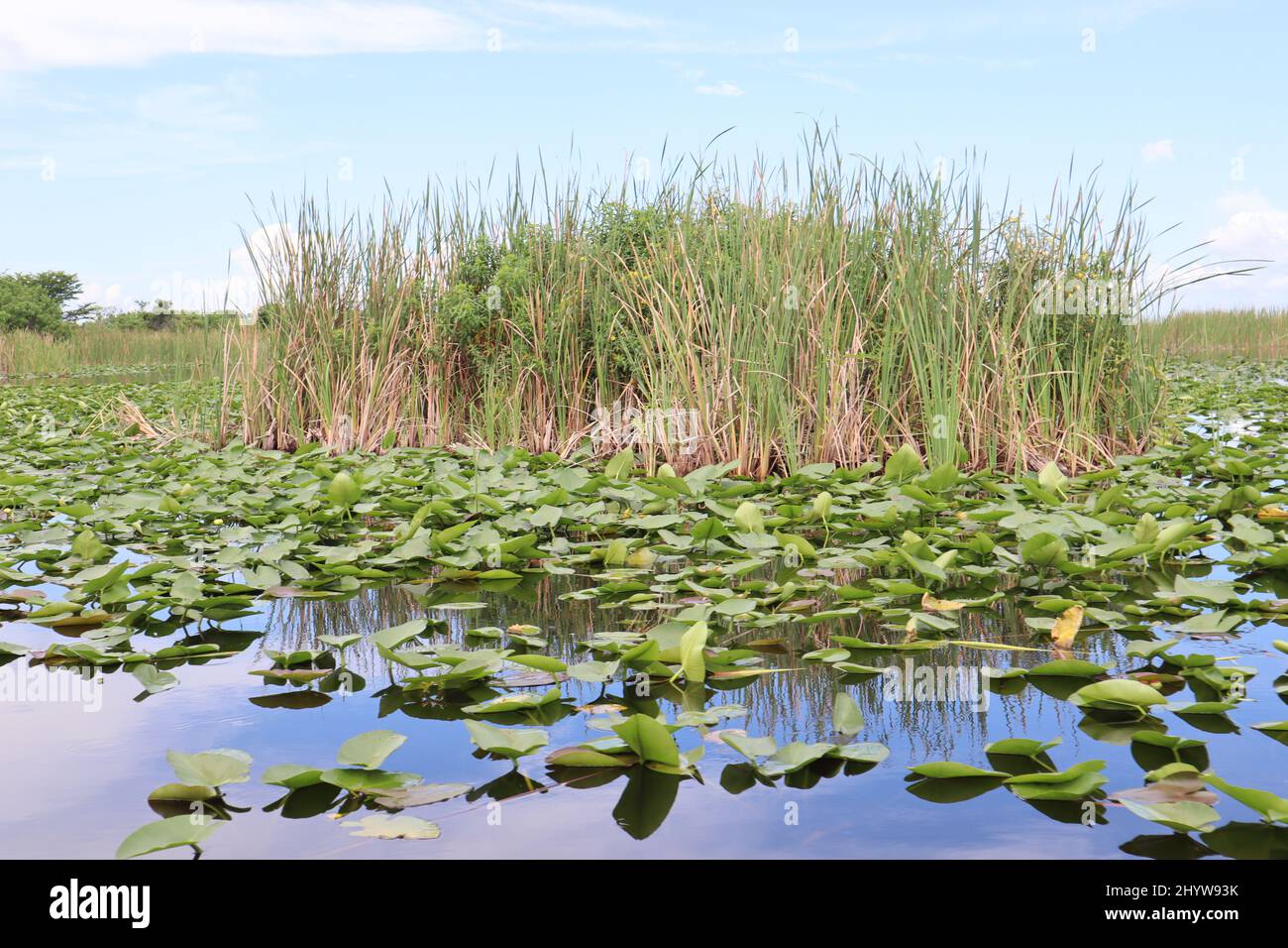Natural view of lily pads in wetlands of the Everglades in Florida, USA ...