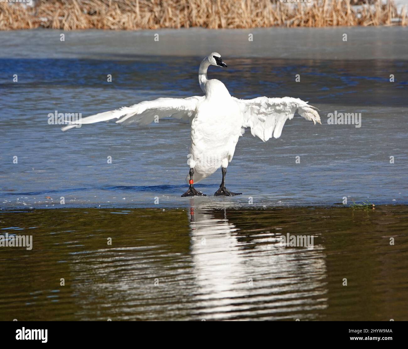 A female trumpeter swan on a small, ice-covered pond in central Oregon ...