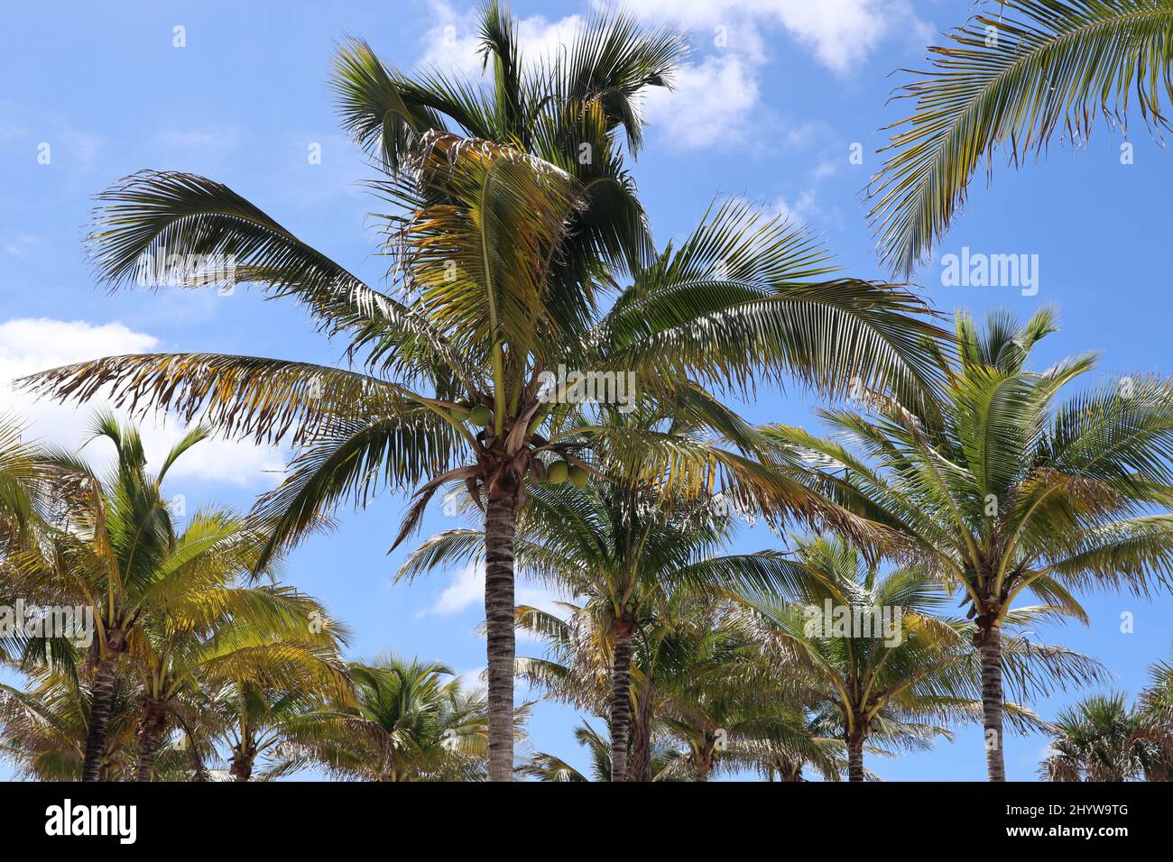 Upward view of palm trees in the sun near Fort Lauderdale, Florida, USA ...