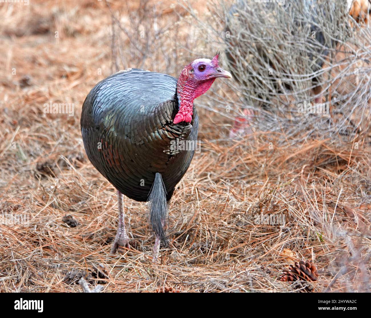 Eastern turkey bird hi-res stock photography and images - Alamy