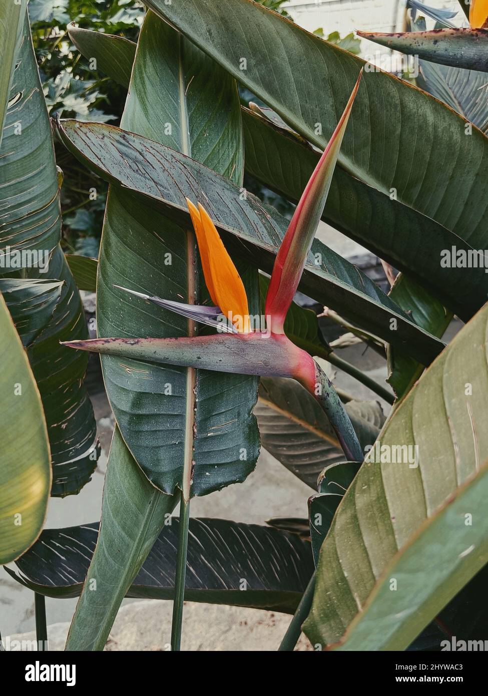 Vertical shot of a special tropical plant Strelitzia, a bird of ...