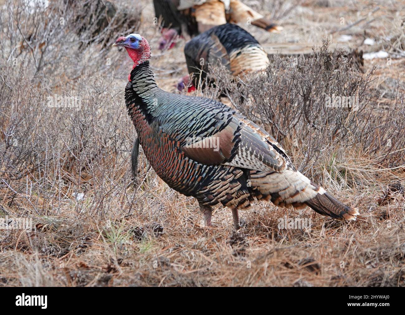 Eastern turkey bird hi-res stock photography and images - Alamy