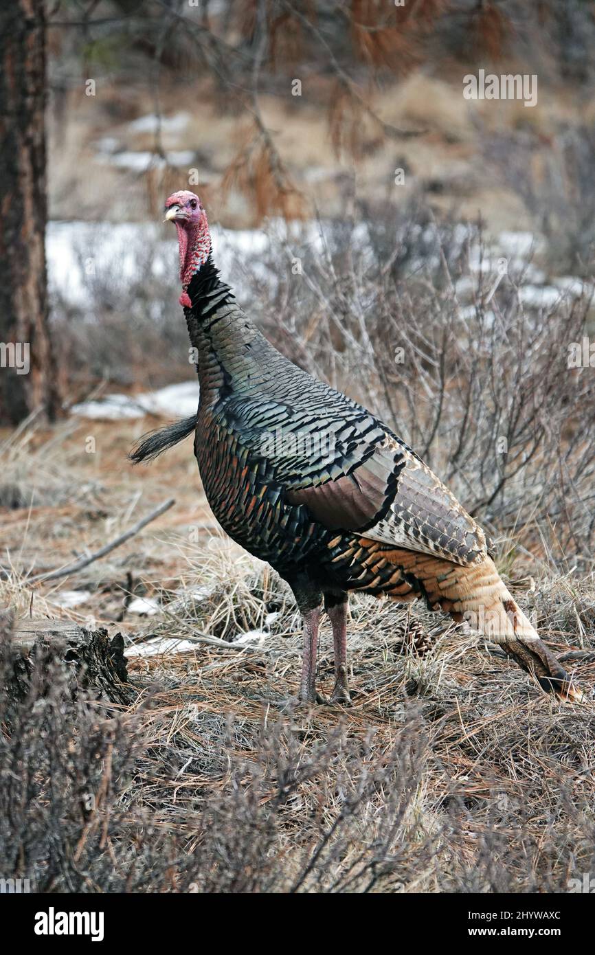 Eastern turkey bird hi-res stock photography and images - Alamy