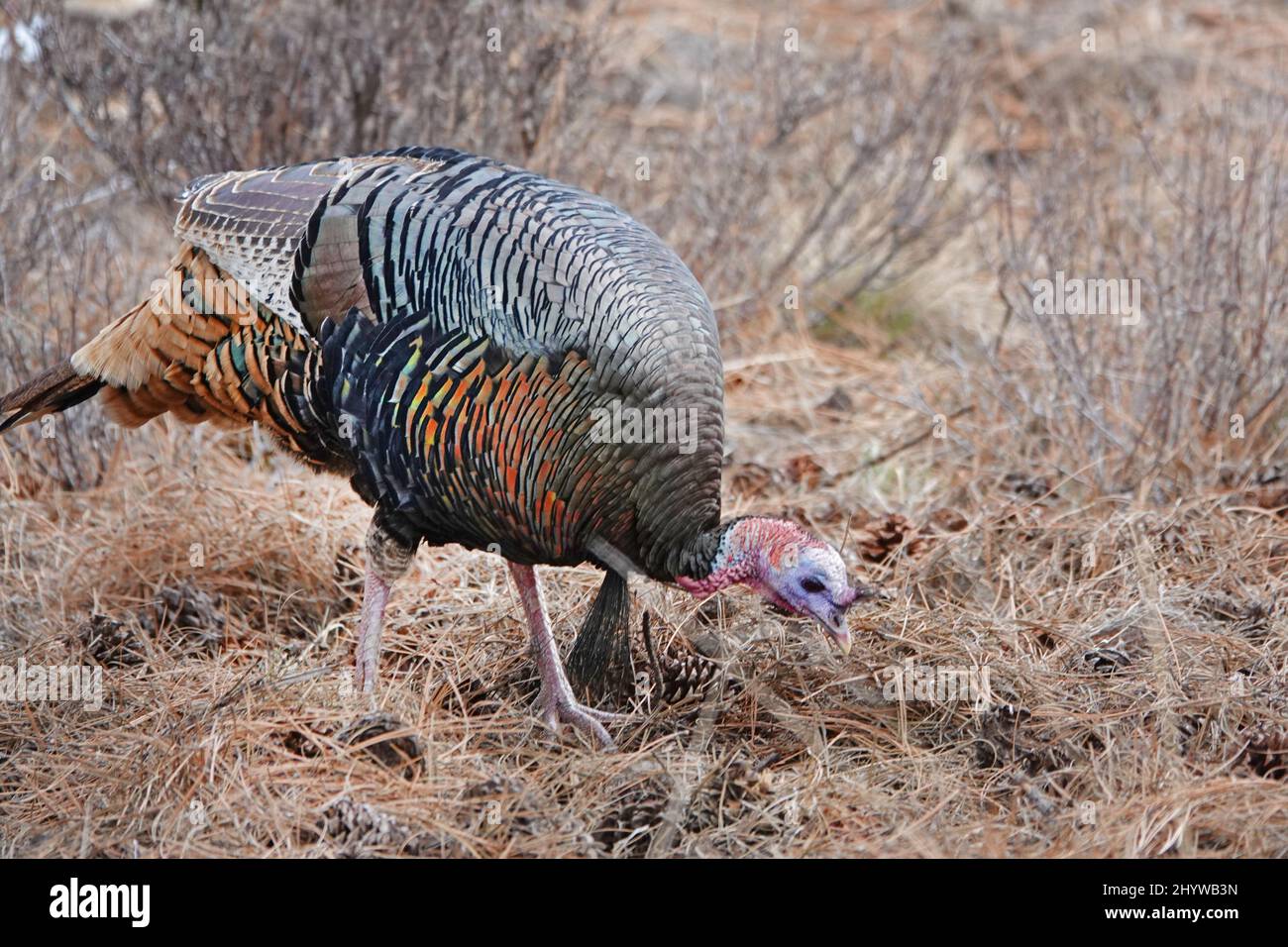 An American wild turkey, Meleagris gallopavo, a common wild bird in ...