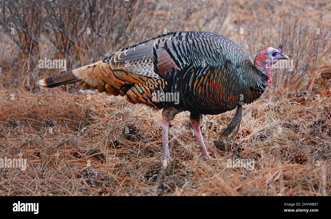 An American wild turkey, Meleagris gallopavo, a common wild bird in ...