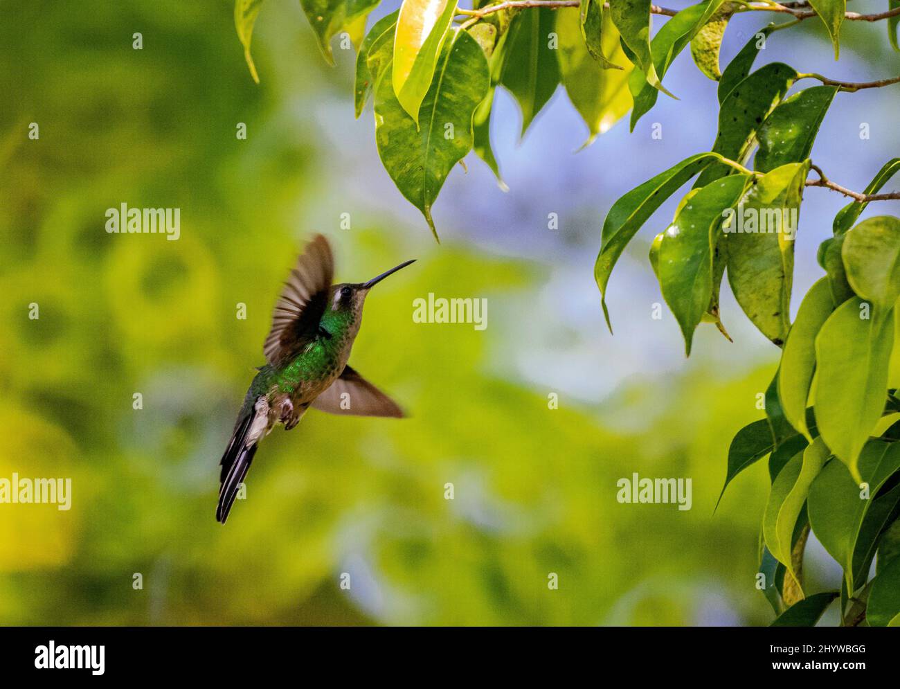 Closeup shot colibri bird hi-res stock photography and images - Alamy