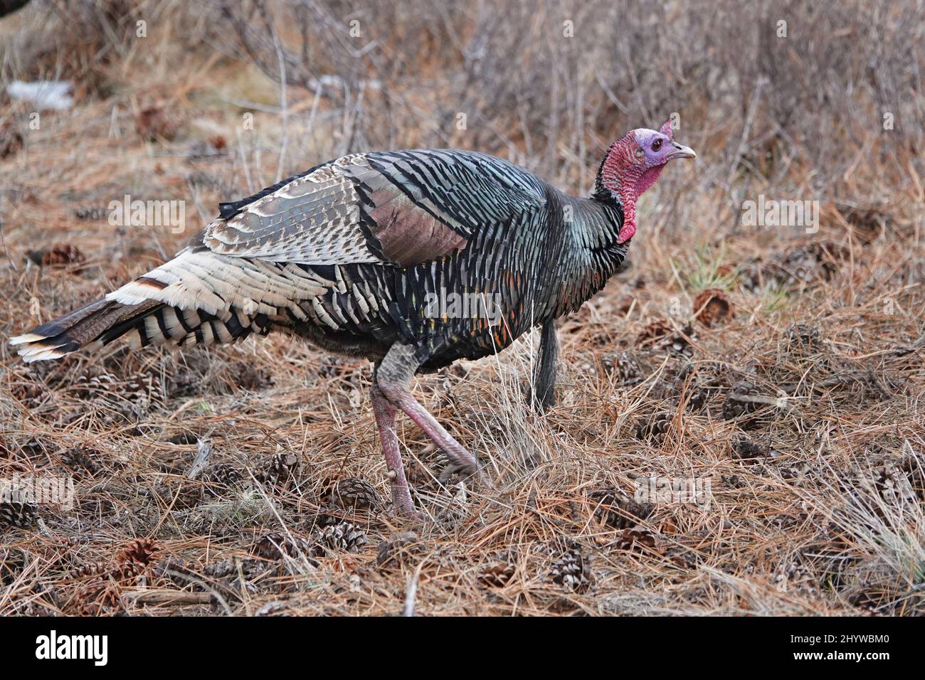 An American wild turkey, Meleagris gallopavo, a common wild bird in ...